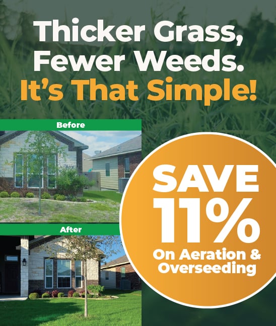 How to Fertilize, Water, and Mow Your Lawn after Overseeding