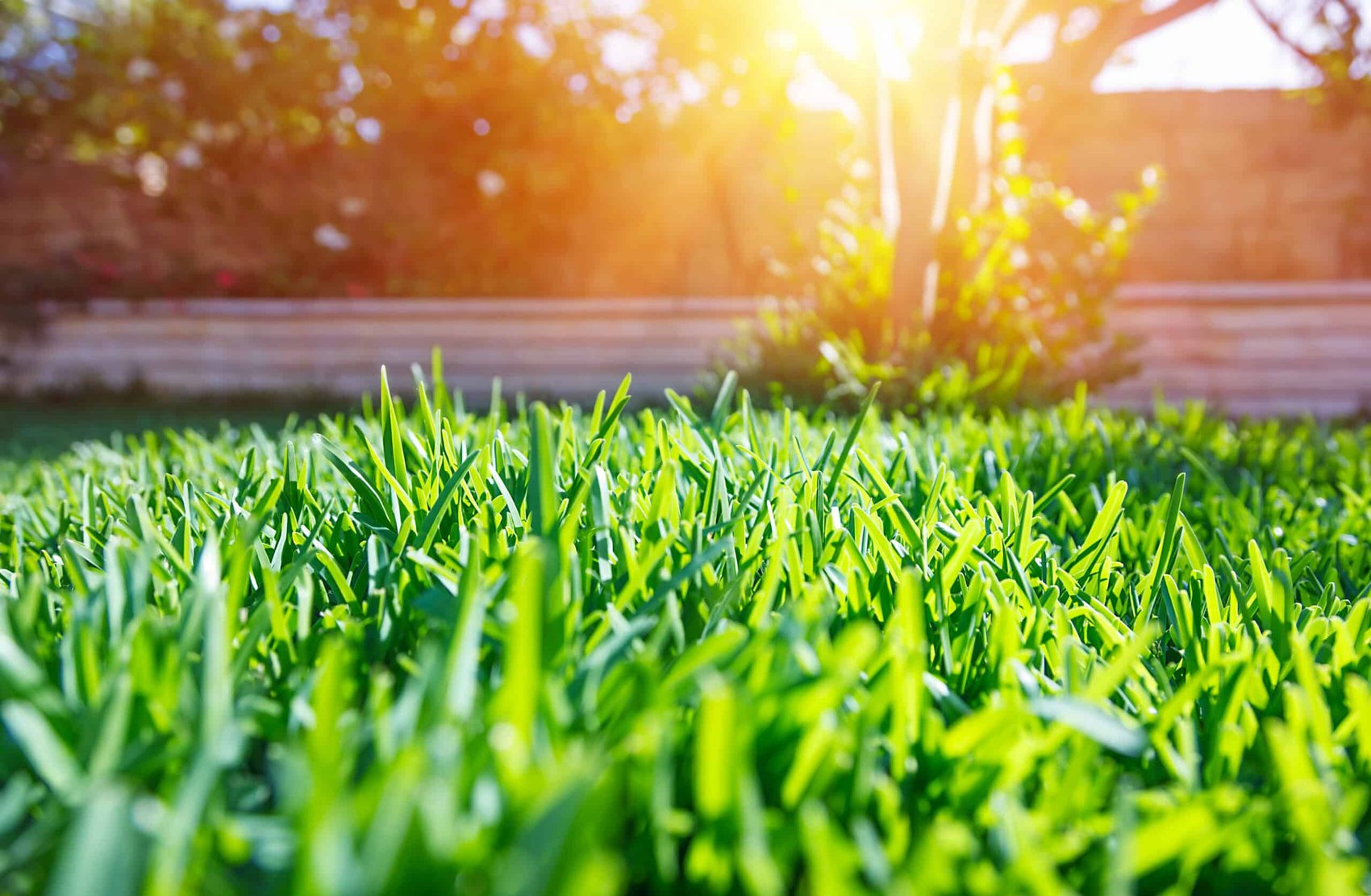 Senske Lawn Care Services | Tree Care | Pest Control Services