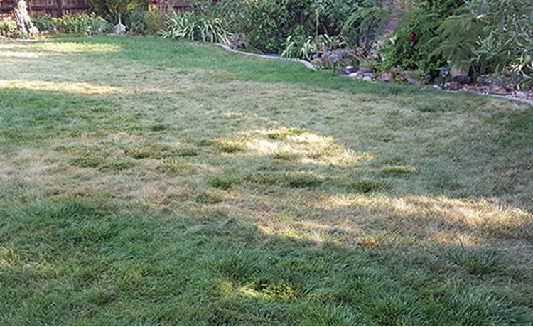 Lawn Disease Control Services | Senske