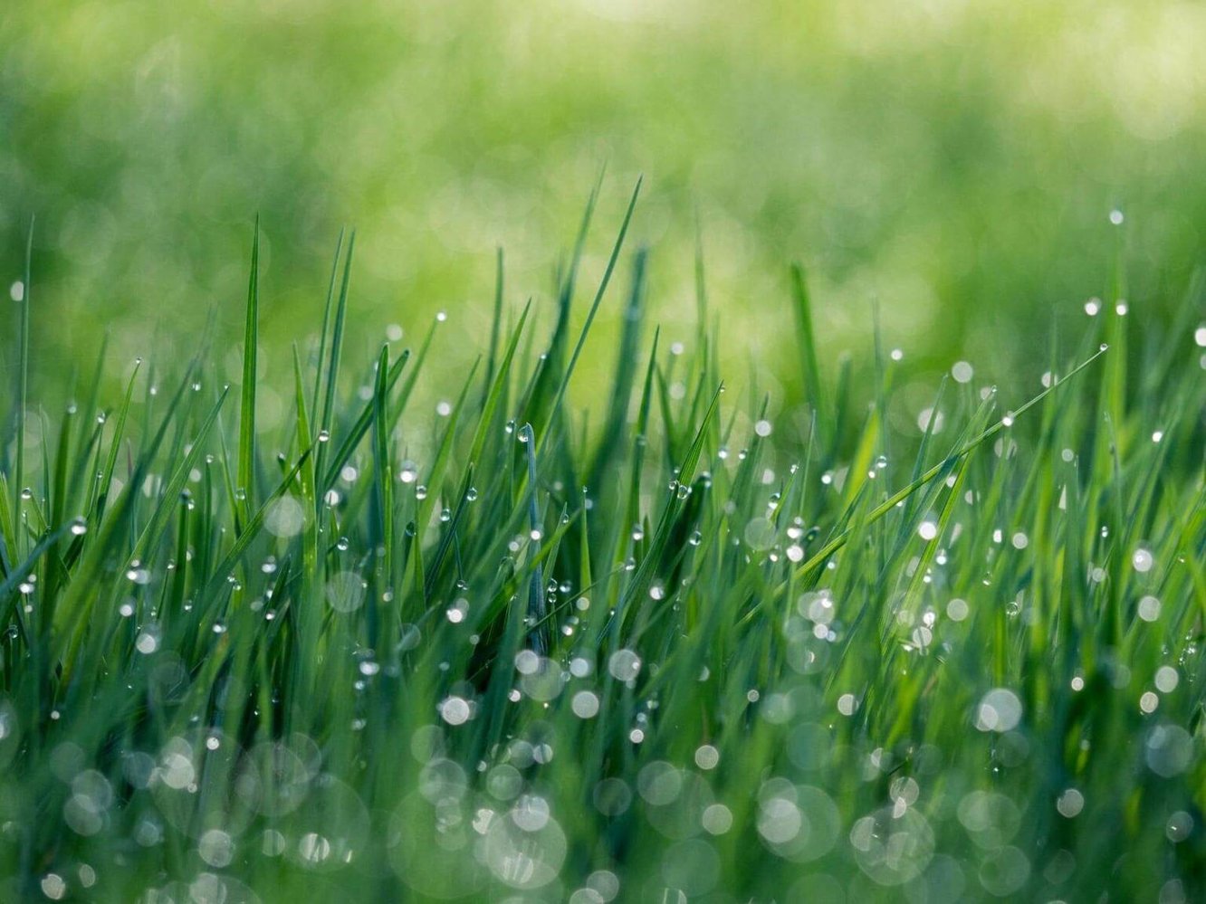Senske Lawn Care Services – Clarkston | Lawn & Pest Services