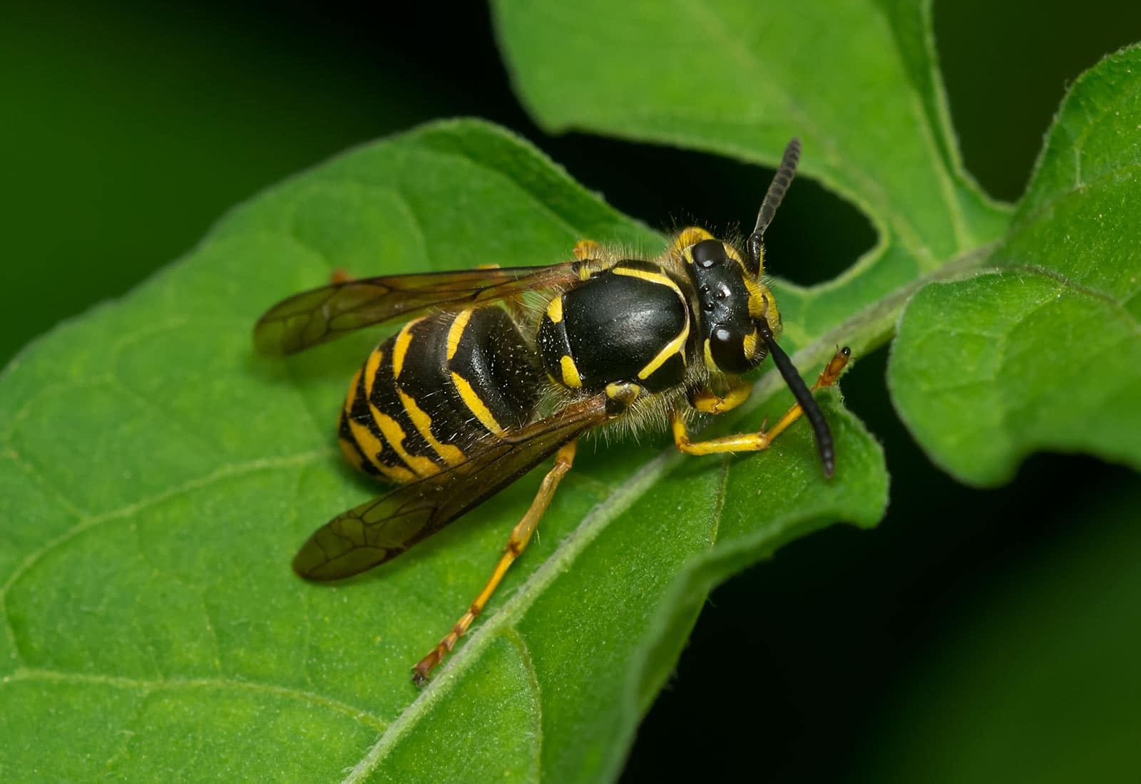 Pest Control Services | Senske