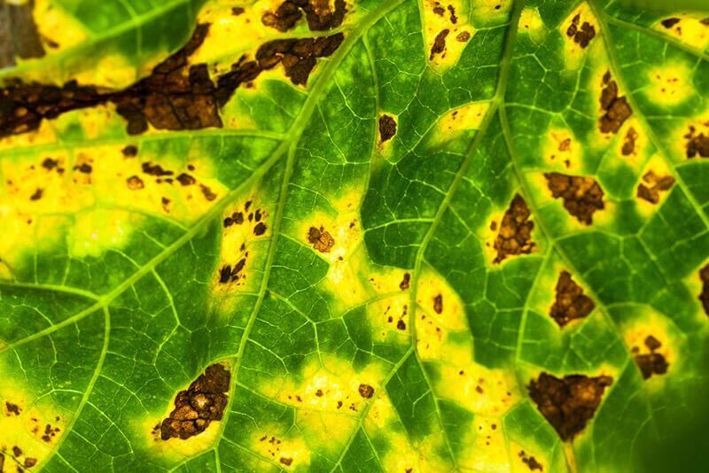 Senske Snapshot - Tree & Shrub Early Season Disease