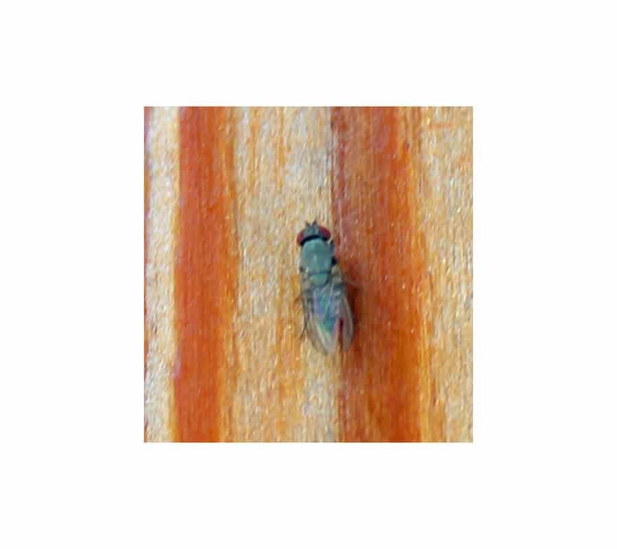 Invasive Pest Alert - Houdini Fly in Washington