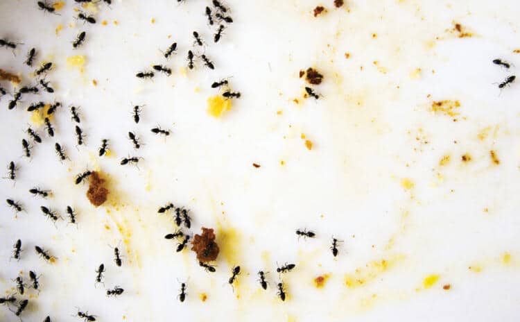 Odorous House Ants: Little Stinkers