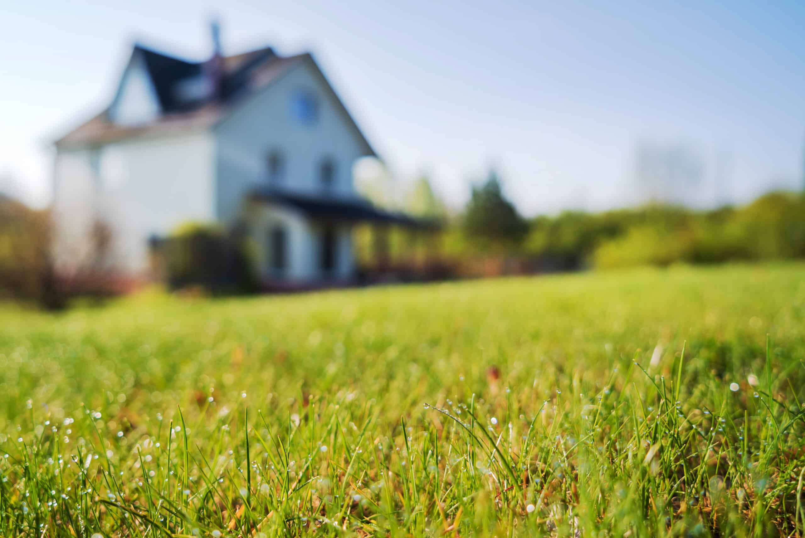 Revive Lawn Treatment