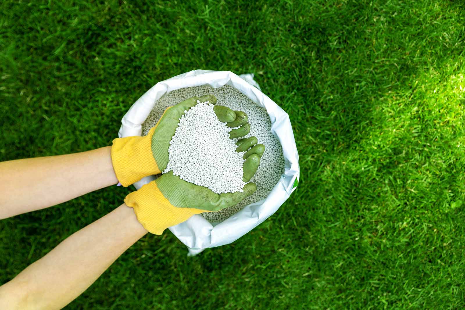 Your Lawn Needs To Eat Too