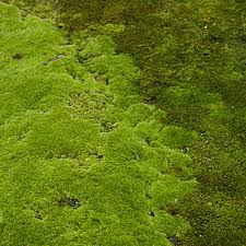 Moss Problems in the Lawn