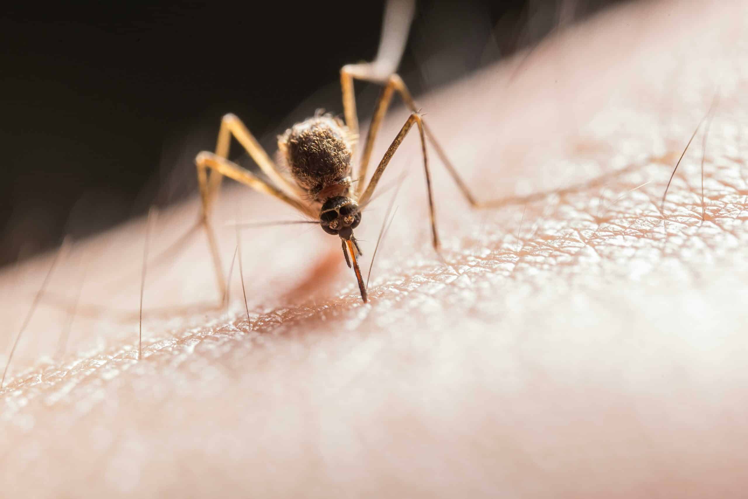 When is Mosquito Season in Your Area?