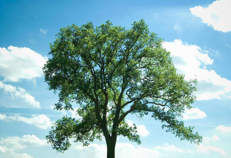 How To Decide If Tree Removal Is Necessary