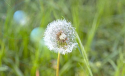 Spring Weed Control Tips