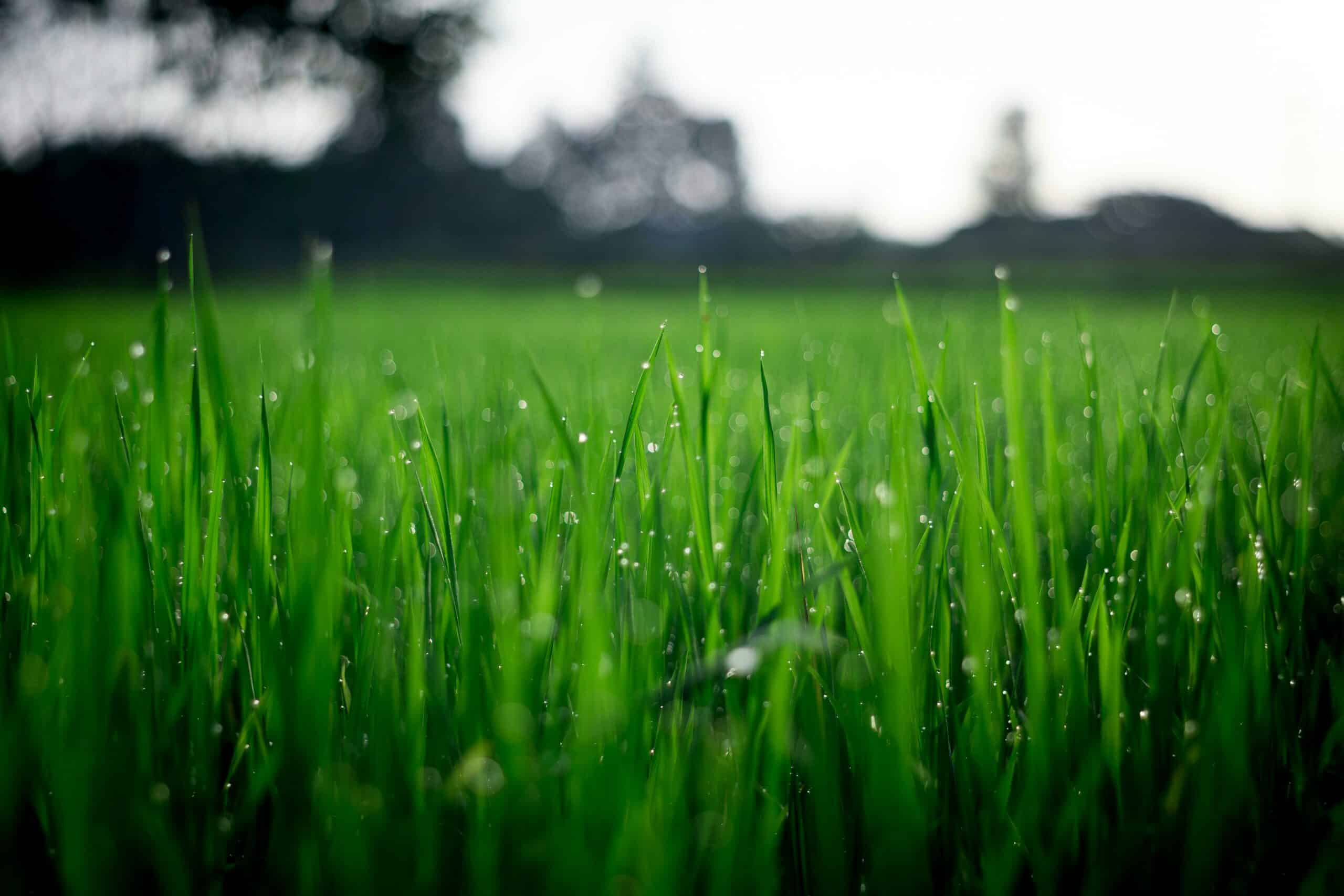 When To Start Lawn Care After Winter