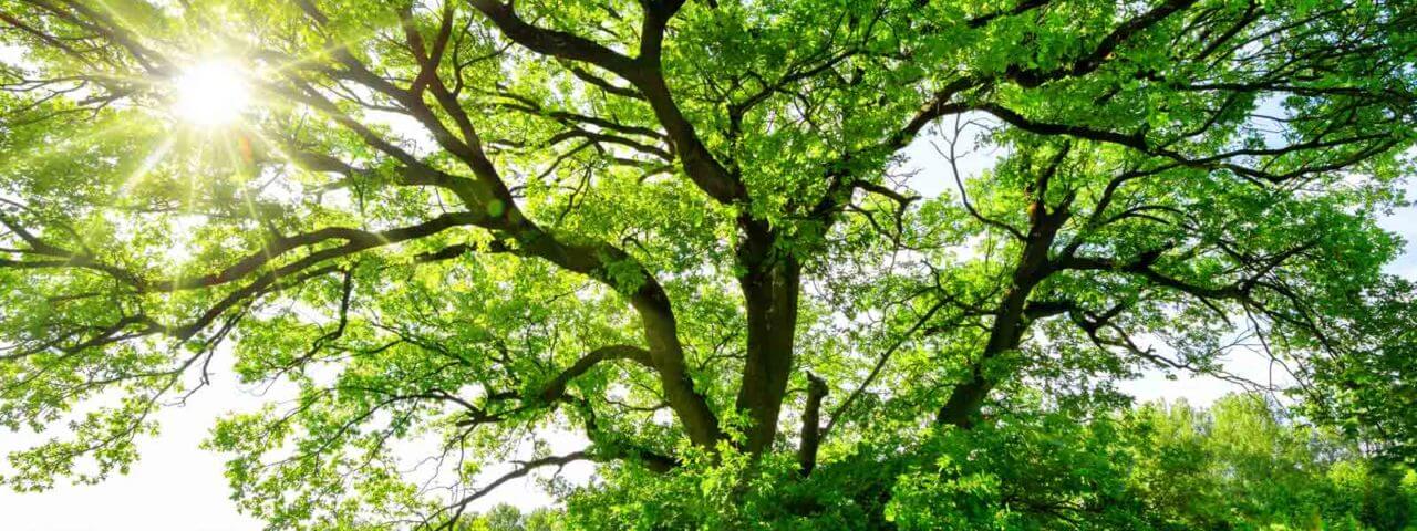 Are Tree and Shrub Services Worth It? What to Know Before You Decide